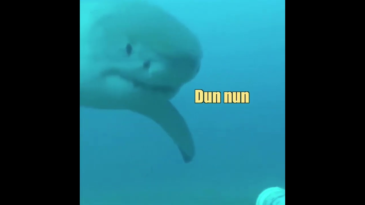 Silly Shark