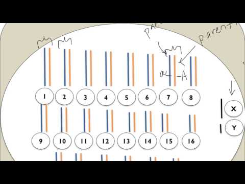 Chromatin, Chromosomes, and Chromatids... Oh My!