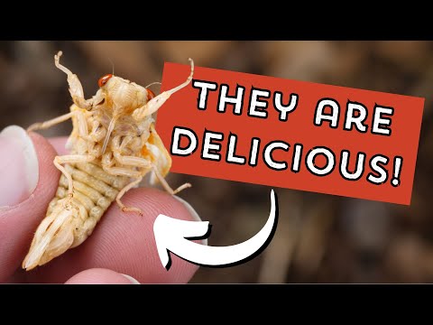 The Ultimate Guide to Eating Cicadas