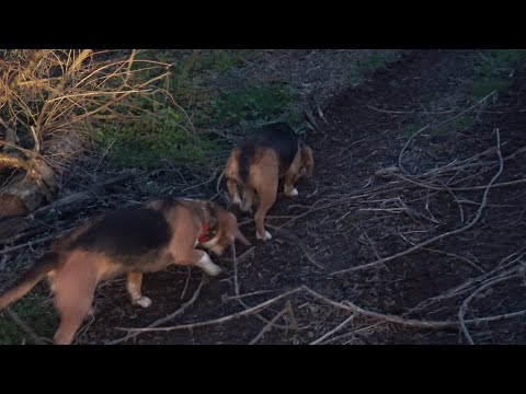 Skyview's Beagles Part 2 Running On Blacktop RCB 4-21-23