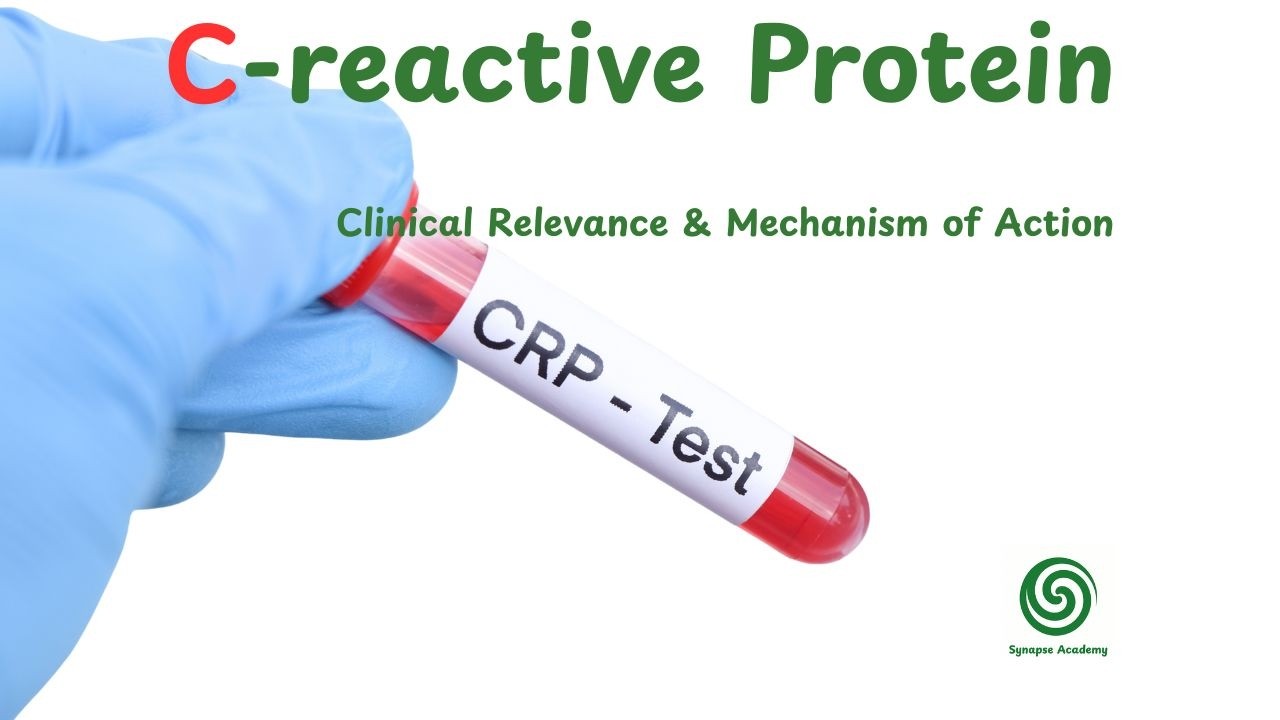 CRP (C-Reactive Protein): Production Pathway, Clinical Use & Interpretation