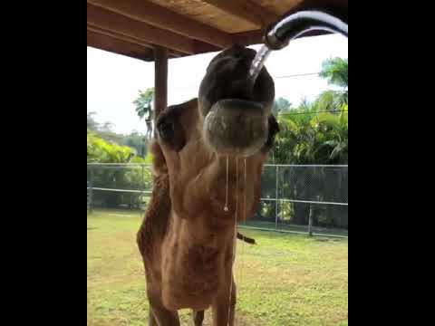 How Much Water Can A Camel Drink?