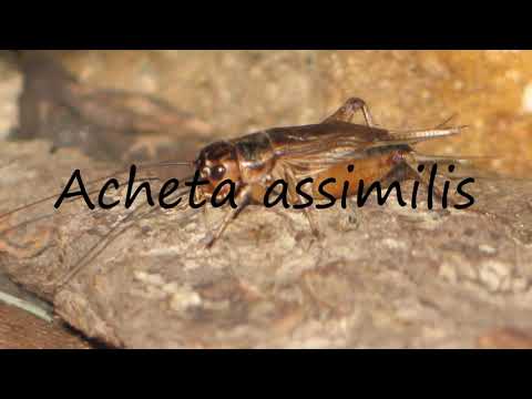 How to Pronounce Acheta assimilis?