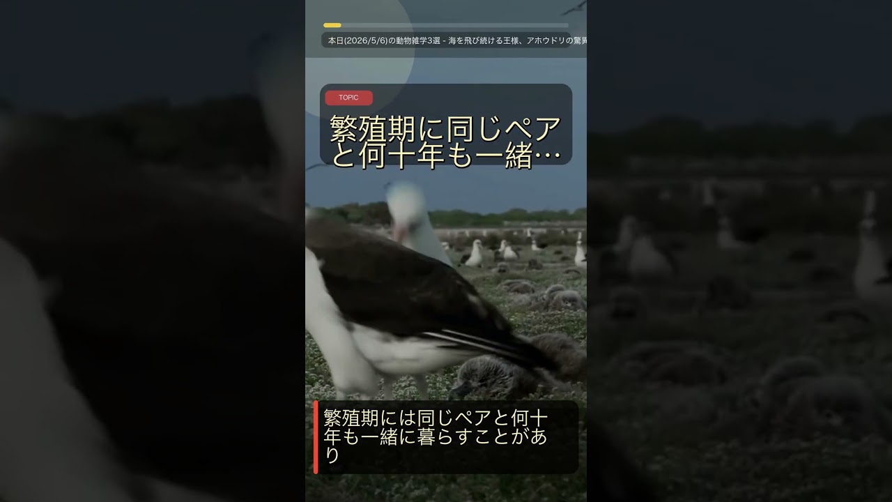 海を何年も飛び続けるアホウドリ🐦‍⬛！知ってて損な雑学3選✨