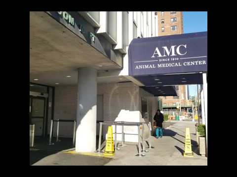 world's largest veterinary hospital in NEW YORK 😱