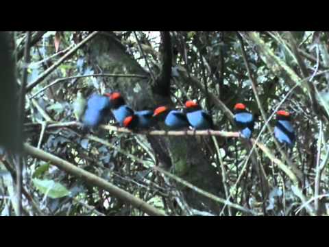 The Dance of the Blue Manakin – Later On