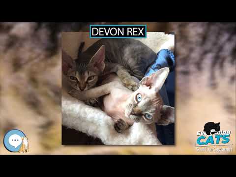Devon Rex π±π¦π― EVERYTHING CATS π―π¦π±
