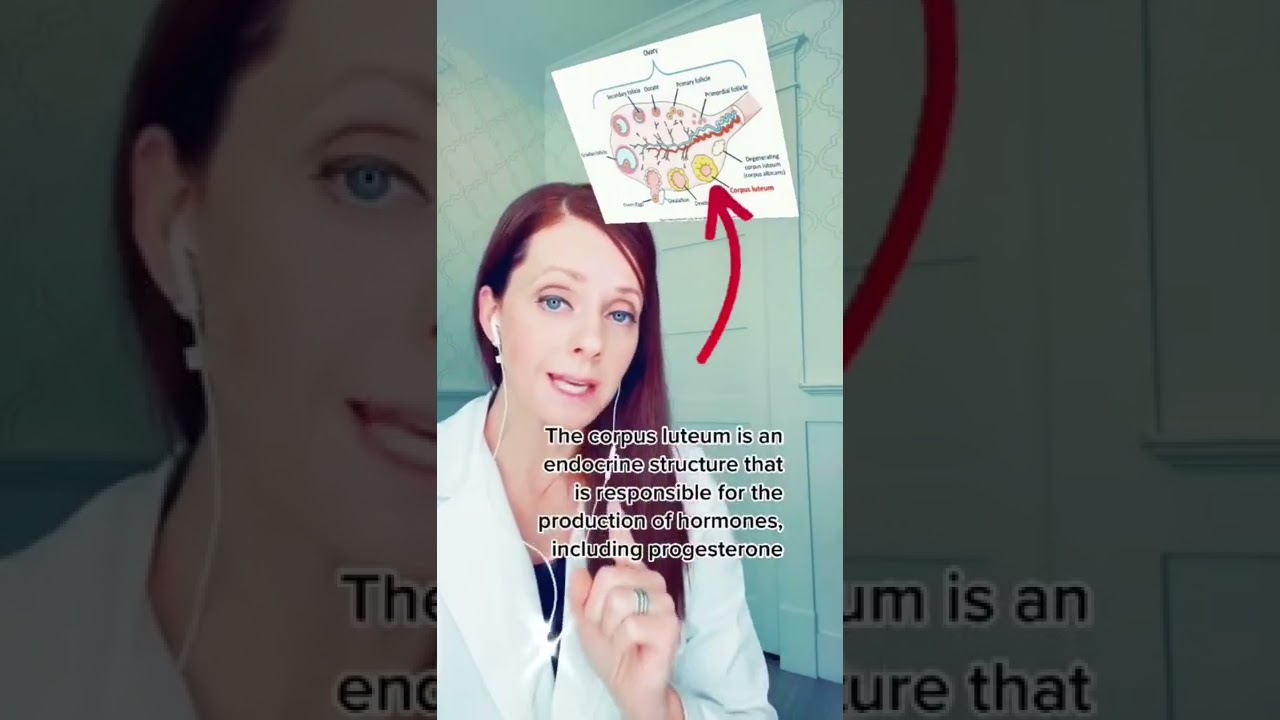 What is the corpus luteum?