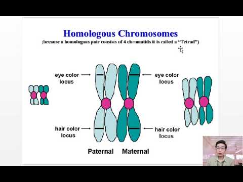LECTURE VIDEO: The Homologous Chromosomes and Sister Chromatids