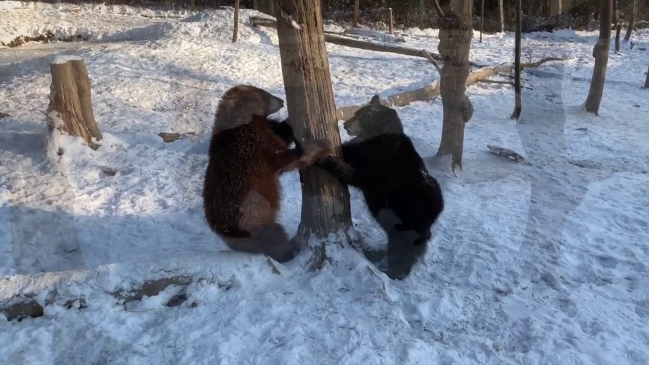 Bear Cubs - Playing in the Snow (2019)