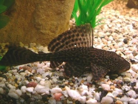 BEST AQUARIUM CLEANING FISH | BOTTOM FEEDER FISH FOR YOUR AQUARIUM