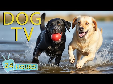 DOG TV for Dogs to Watch: Best Video Keep Dogs Happy & Calm When Alone - Anti-Boredom Music for Dogs