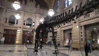 Dippy On Tour - Dippy the Diplodocus Dinosaur - Kelvingrove Art Gallery & Museum - Glasgow [4K/UHD]