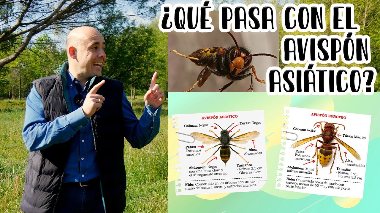 ¿Cómo diferenciar el AVISPÓN ASIÁTICO invasor del AVISPÓN EUROPEO? Vespa velutina vs Vespa crabro