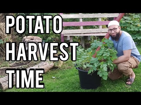 When To Harvest Potatoes Grown In Containers