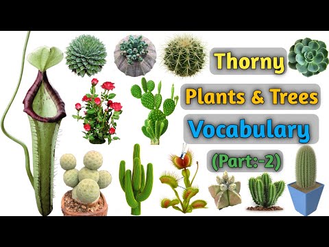 Plants & Trees Vocabulary Part-2 ll Thorny Plants & Trees Name In English With Pictures