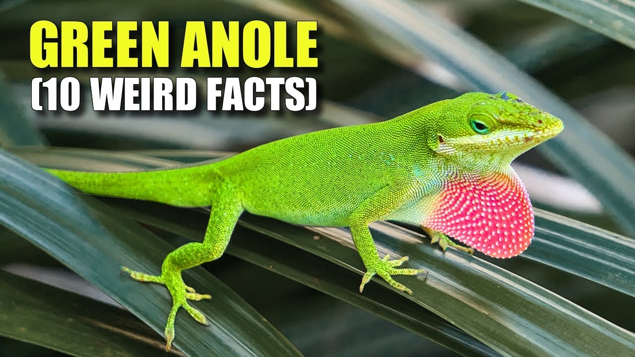 Green Anole 🦎(10 FACTS You NEVER KNEW)