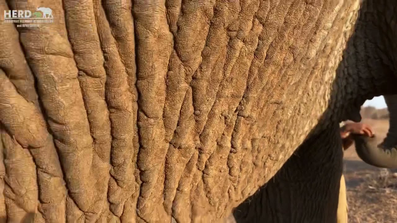 The Anatomy of an Elephant — The Elephant’s Skin 🐘💦