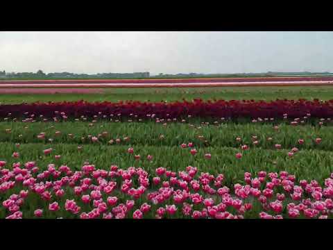 Tulips near Schagen