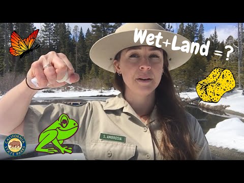 Wetland Ecosystems Are Nature’s Sponge!