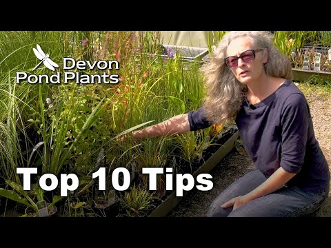 Top 10 Tips When Buying And Planting Pond Plants
