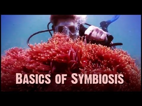 Symbiosis — Definition & Types - Expii