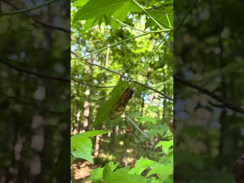 Periodical Cicadas Hillsborough NC, 2024