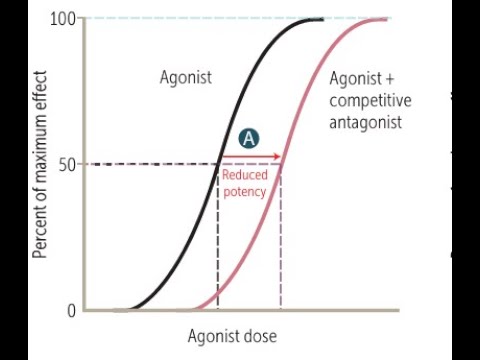 Agonis + competitive antagonist