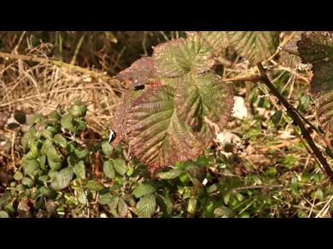 Olympus E-PL1 test video 720p manual focus