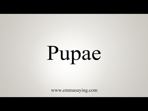How To Say Pupae