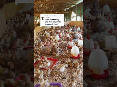 When to stop brooding #chickenhatch #livestockfarm #chicken #chickshatched #poultryfarm #hatchingchi