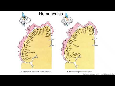 Neurobiology 1.9: Homunculus