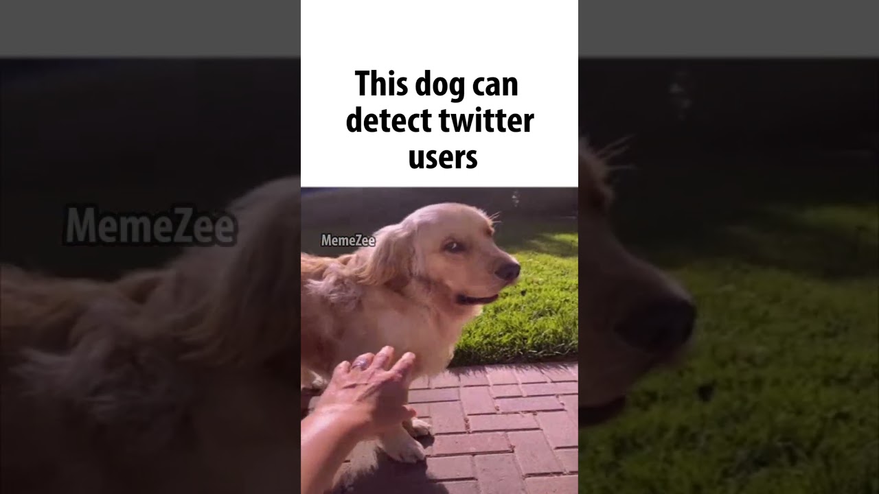 Dog detects twitter users