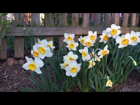 Flower Record Daffodils Near Peak Bloom, Zone 7b