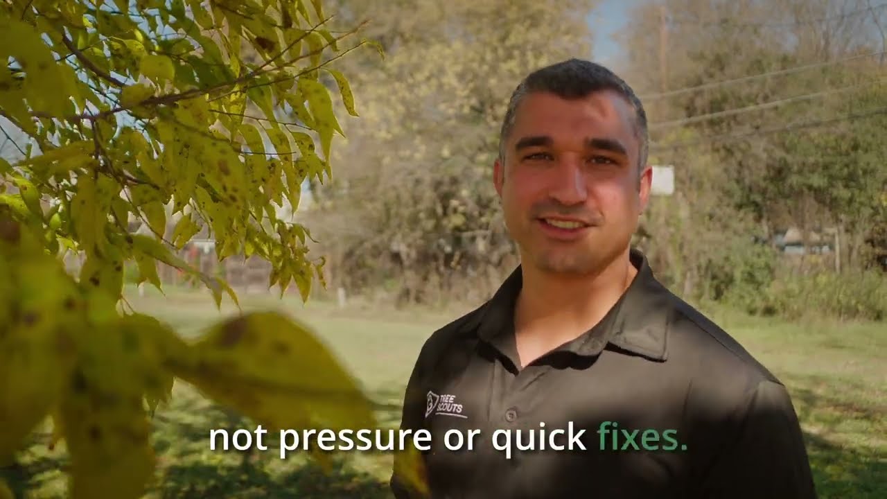 Greater Austin, TX Top-Rated Tree Service Company | Tree Scouts