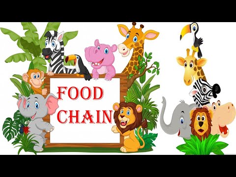 FOOD CHAIN || FOOD WEB || ENERGY PYRAMID || SCIENCE EDUCATIONAL VIDEOS FOR KIDS