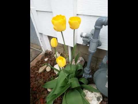 Pretty Yellow Tulips 🌷