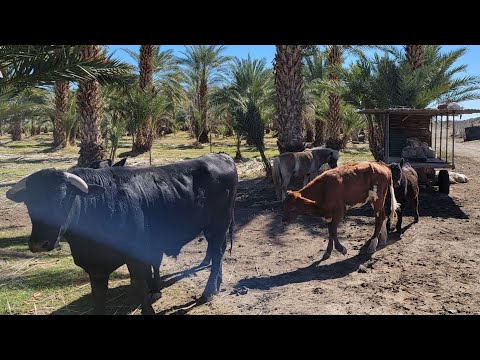 Date Farm with Rowdy Bulls