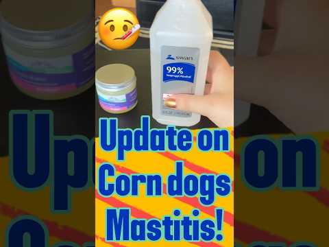 #dog #lovemydachshund #dachshundmom #dachshund #mastitis #organic #healing #swollen