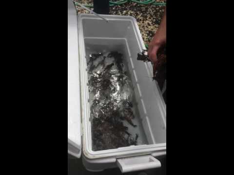 Purging crawfish in salt water. Emmett, Idaho