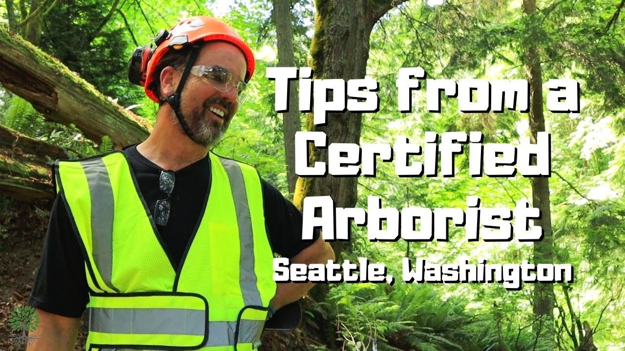 6 Tips from Seattle's Certified Arborist
