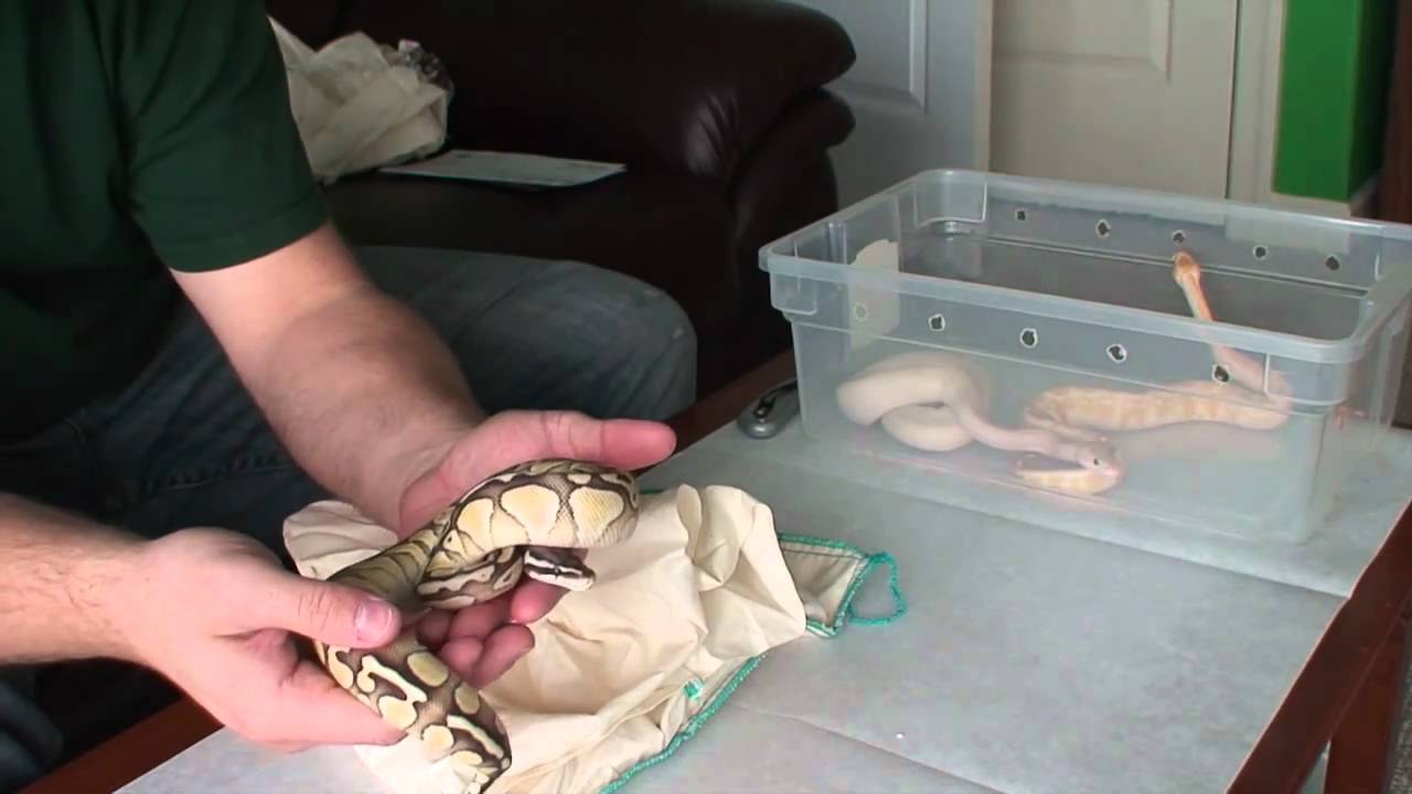 Ball Python Unboxing #2