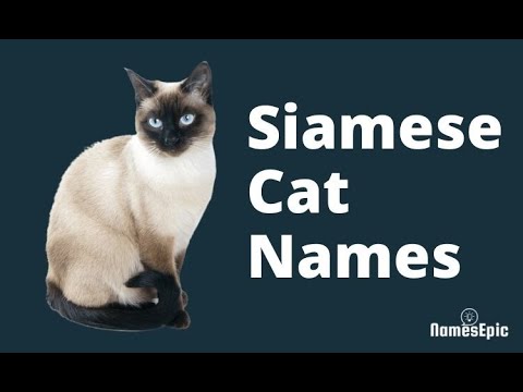 20 Siamese cat Names | Cute, Funny, Unique, Thai Siamese Cat Names