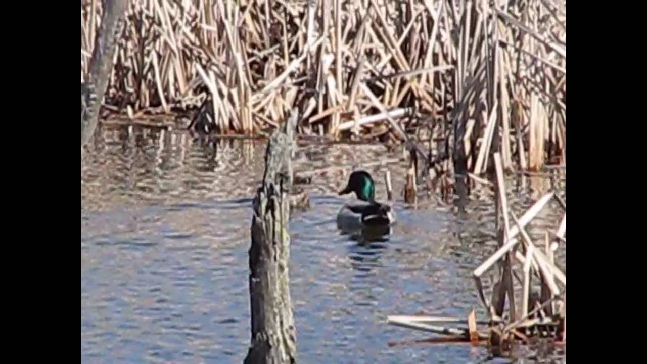 Marais Réal-D. Carbonneau