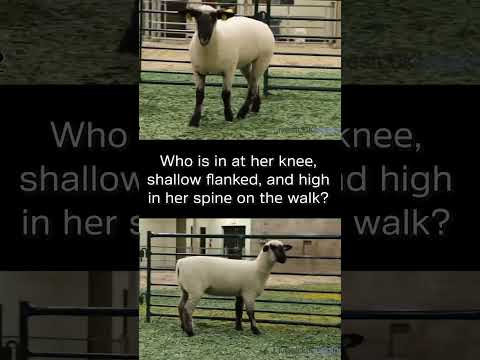 Livestock Judging - High in Spine