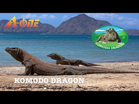 Komodo Dragon - Nature And Wildlife. A-ONE Embroidery Patch #deViaje#旅遊#海外旅行 #刺繡布パッチ #animals