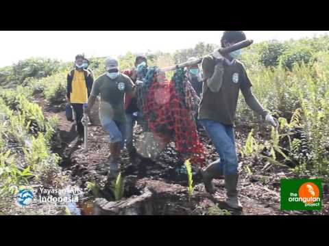 Rescue of Orangutan 'Semak' | The Orangutan Project and International Animal Rescue