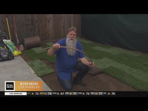 In the Garden: How to install a sod lawn