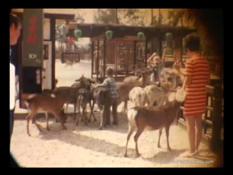 Japanese Deer Park, Buena Park, Ca 1970 - Super 8