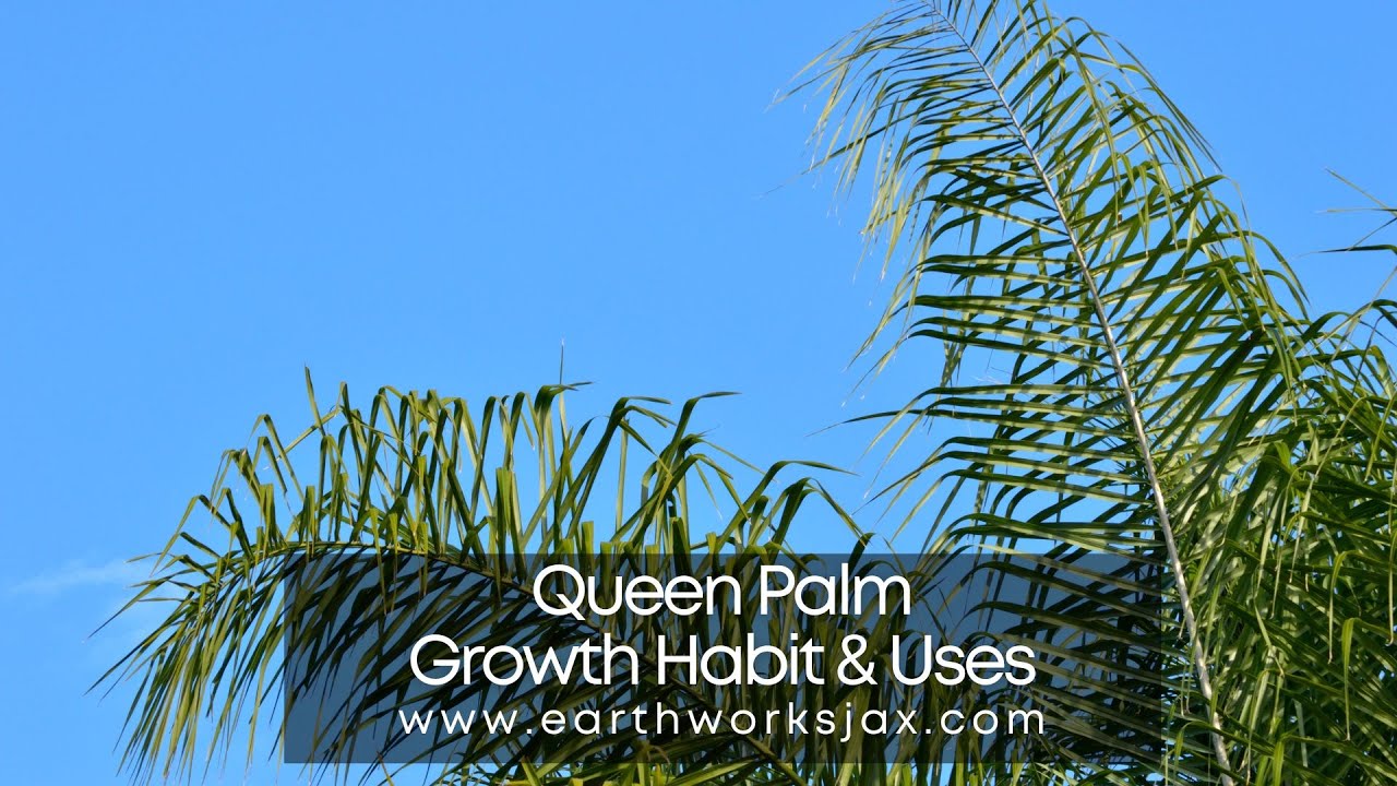 Queen Palm Growth Habit & Uses
